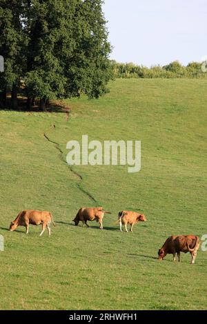 Vaches à viande limousines dans la campagne du Limousin. Cette race de vache est ...