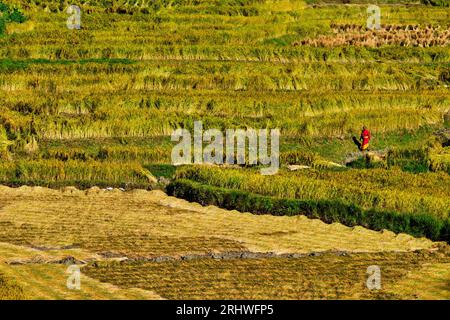 Nepal, Kathmandu Valley, rice fields in the surrounding mountains of ...