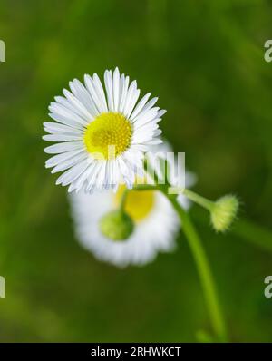 Close up Prairie Fleabane (Erigeron strigosus) wildflower white ...