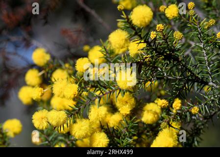 Spiky Australian Plant Stock Photo - Alamy