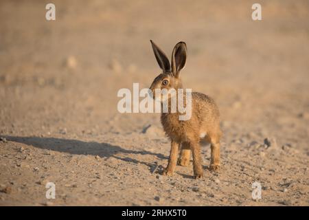 Young hare near Harrogate, North Yorkshire Stock Photo - Alamy