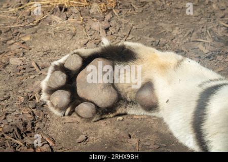 Tiger paw... Claw retracted Stock Photo - Alamy
