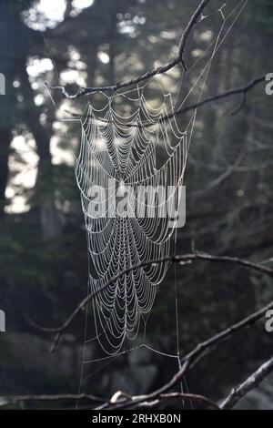 Terrific up close look at a spider in a web Stock Photo - Alamy