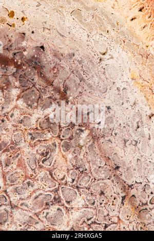 Macro photograph revealing the details in a cut slab of tree fern ...
