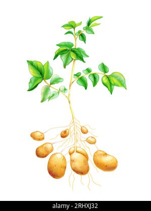Diagram showing a potato plant with stem, leaves and its tubers growing ...