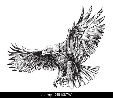 Bald eagle flying attacking, Vintage engraving drawing style vector ...