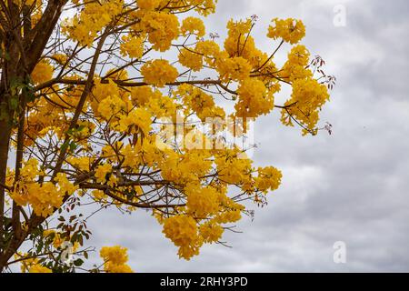 Tabebuia chrysantha or yellow guayacan tree at panama city Stock Photo ...