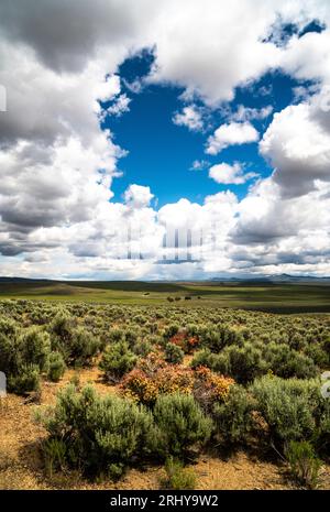 Hop sage and sagebrush on sagebrush steppe east of Christmas Valley ...