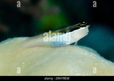 Banda Blenny, Ecsenius bandanus, Romeo dive site, Wayil Island, Misool ...