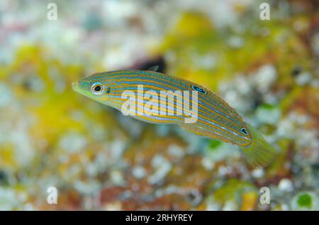 The chain-lined wrasse, Halichoeres leucurus, is also referred to as a ...