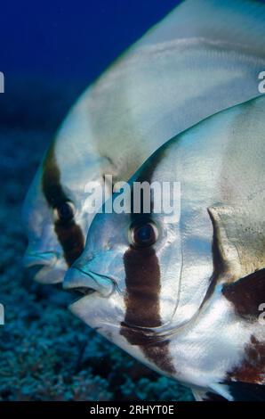 Batavia spadefish (Platax batavianus}, Raja Ampat, West Papua ...