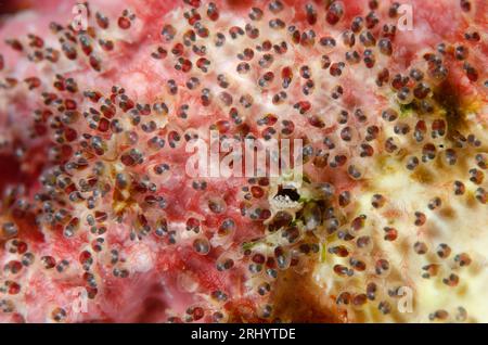 Anemonefish, Amphiprion sp, Keruo Channel dive site, Keruo Island, Near ...
