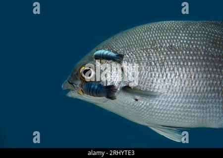 Blackstripe Cardinalfish, Ostorhinchus nigrofasciatus, with Segmented ...