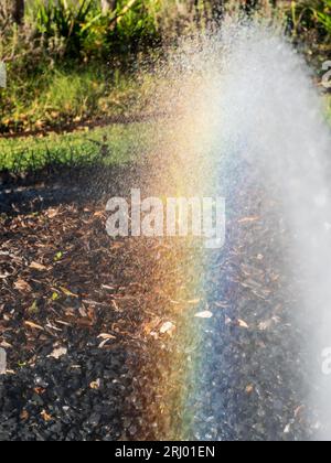 Rainbow formed as afternoon sunlight shines on the hose water spraying ...