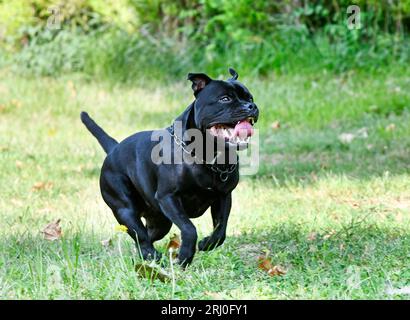 dog training for obedience discipline with a staffie Stock Photo - Alamy