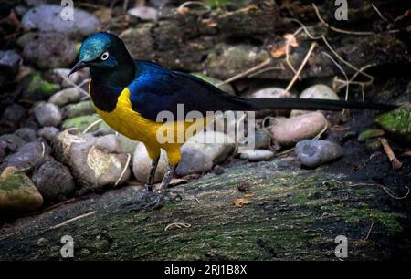 Golden-breasted starling Calgary Zoo Alberta Stock Photo - Alamy