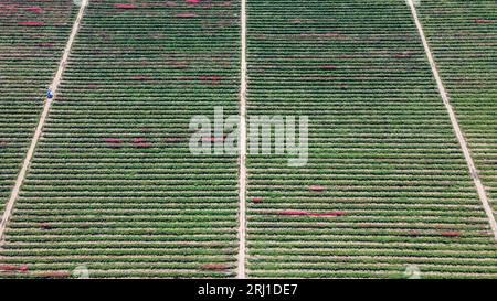 Raspberry bushes in farm fields. Agricultural business Stock Photo - Alamy