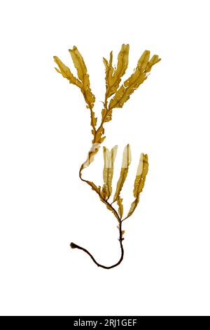 Dictyopteris membranacea brown algae isolated on white. Sea fern ...