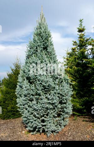 Picea pungens "Iseli Fastigiate" Picea, Tree Trees, Colorado Blue ...