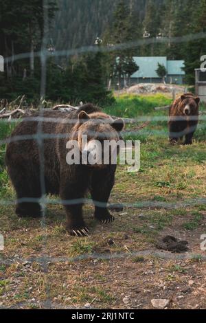 Grizzly bears Grinder and Coola in the Grizzly Habitat atop Grouse ...