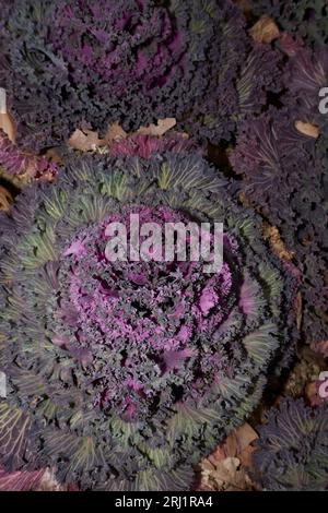 Brassica oleracea var. Acephala colorful foliage Stock Photo - Alamy