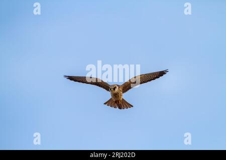 Young Red-footed falcon Stock Photo - Alamy