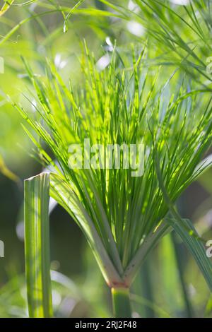 Sunlight filtering through Egyptian paper rush/ papyrus sedge, Cyperus ...