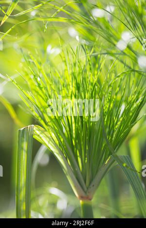 Sunlight filtering through Egyptian paper rush/ papyrus sedge, Cyperus ...