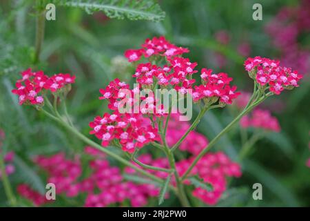 Achillea millefolium, Pink common yarrow ‘Heidi’ in flower Stock Photo ...