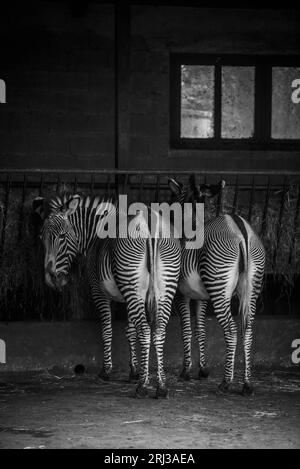 A vertical of two zebras in a barn in grayscale Stock Photo - Alamy