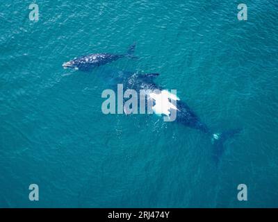 Orca whales (Orcinus orca) two diving with caudal fins out of water ...