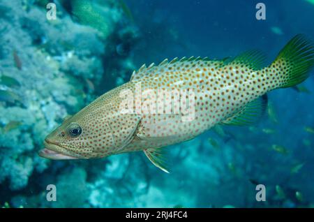 Slender Grouper, Anyperodon leucogrammicus, Mayhem dive site, Yanggefo ...