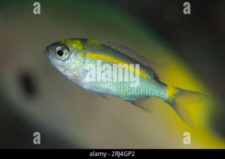 Juvenile Spiny Chromis, Acanthochromis polyacanthus, Fault Line dive ...