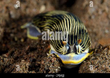 Semper's Armina Nudibranch, Armina semperi, crawling on sand, Seraya ...