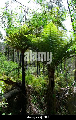 black tree fern canopy Cyathea medullaris King Country North Island New Zealand Stock Photo - Alamy