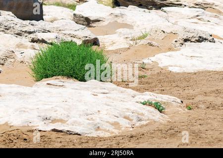 Green camel thorn in the hot desert Stock Photo - Alamy