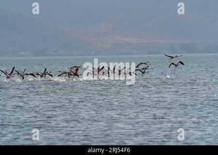 GREECE- FLAMINGO'S AUGUST VISIT TO NAFPLIO Stock Photo - Alamy