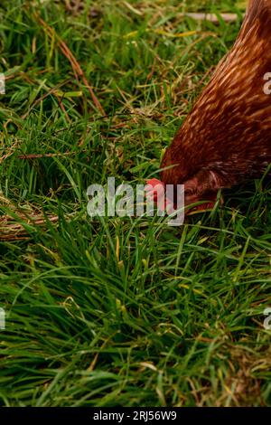 Happy Hens searching Grass for bugs and grubs Stock Photo - Alamy