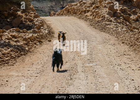 Travel down a dirt path surrounded by greenery and trees in the ...