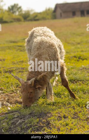 A view of Hungarian racka sheep in greenery field Stock Photo - Alamy