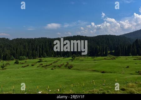 Tosa Maidan, India. 21st Aug, 2023. Cattle graze in a field in Tosa ...