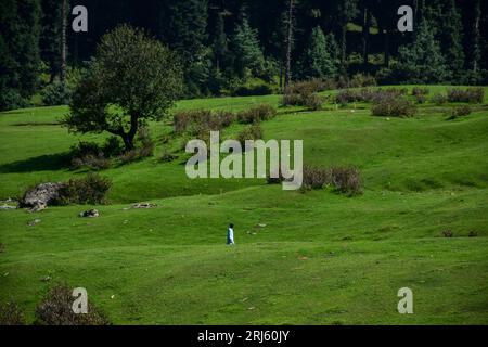 Tosa Maidan, India. 21st Aug, 2023. Cattle graze in a field in Tosa ...