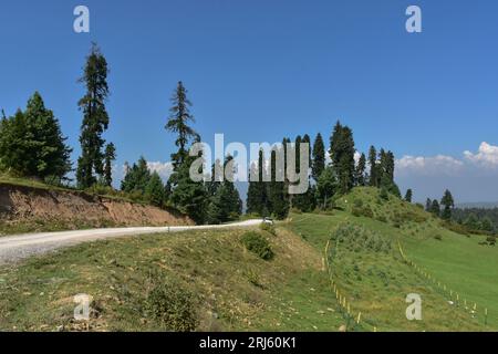 Tosa Maidan, India. 21st Aug, 2023. Cattle graze in a field in Tosa ...