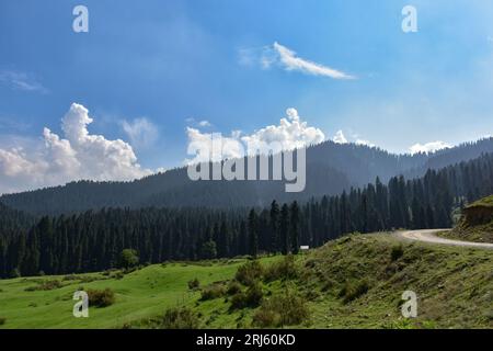 Tosa Maidan, India. 21st Aug, 2023. Cattle graze in a field in Tosa ...