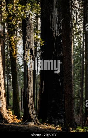 The trunk of a Giant Sequoia Tree charred and burned from a fire in ...