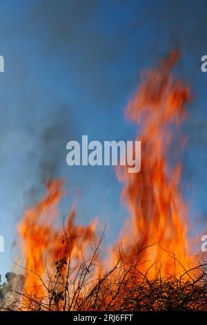 An intense wildfire with smoke and burning trees Stock Photo - Alamy