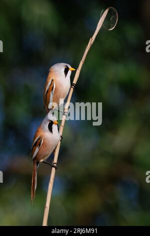 Bearded tit (Panurus biarmicus) perched on a reed stem and looking at ...