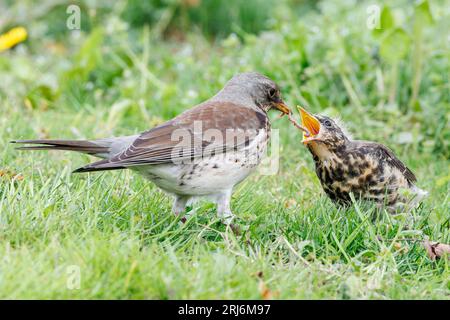 The fieldfare feeding its young offspring Stock Photo - Alamy
