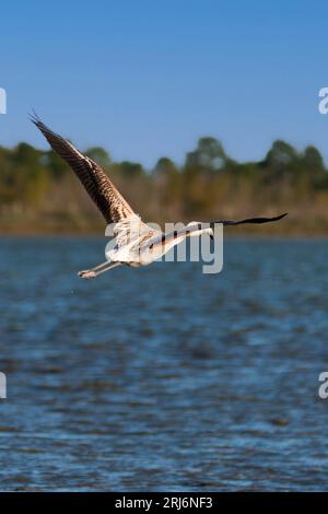 Shallow focus shot of a flamingo Stock Photo - Alamy