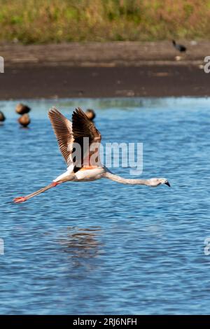 Shallow focus shot of a flamingo Stock Photo - Alamy